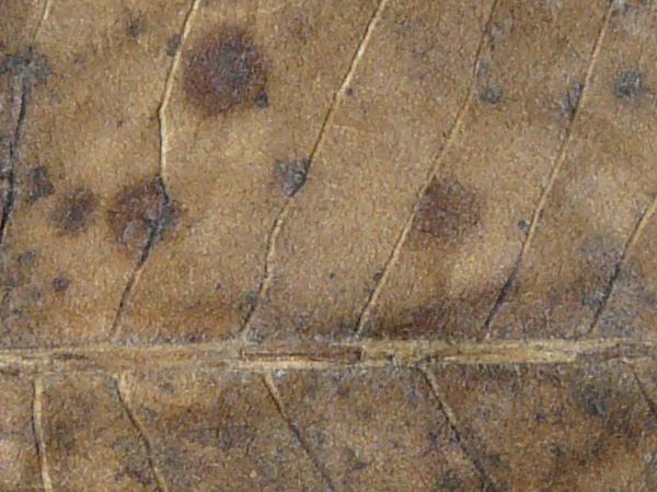 texture 0045 - Texturelib